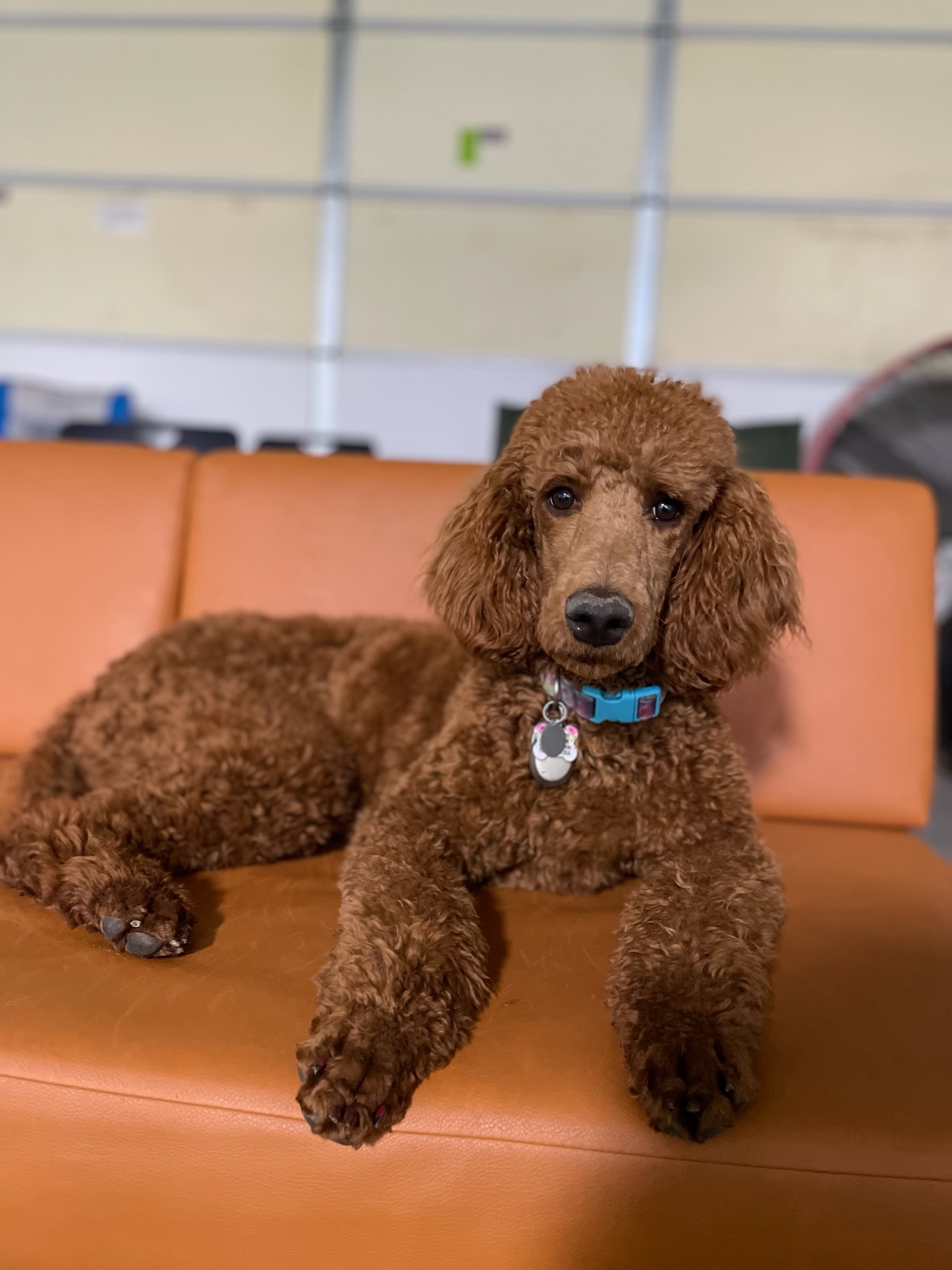 Fluffing Delicious Handmade Pet Treats – Fluff Yeah Pets